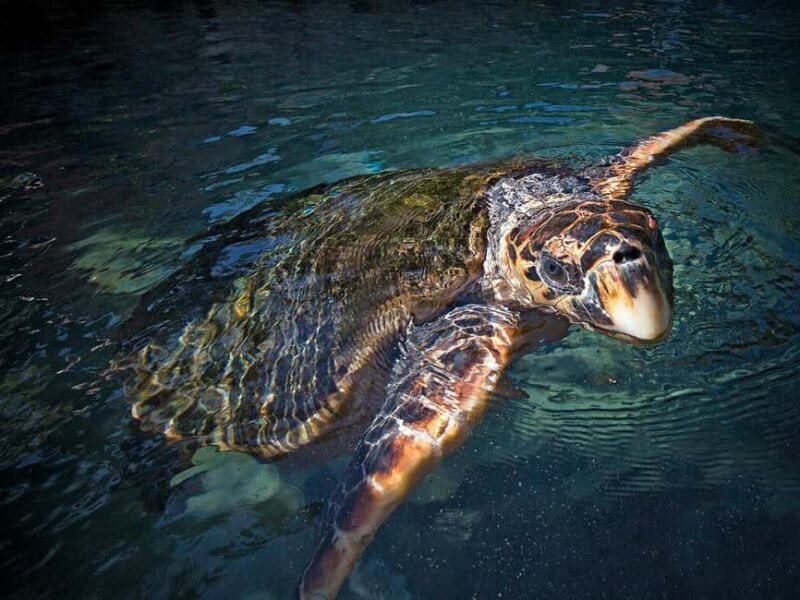 From Playa del Carmen: Complete Combo to Xcaret Park! - FAQ