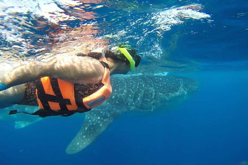 From Playa del Carmen: Whale Shark Tour - Key Points