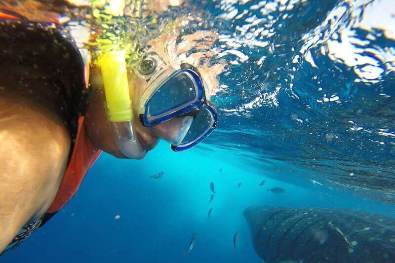 From Playa del Carmen: Whale Shark Tour - The Journey Begins: From Playa del Carmen to the Mexican Caribbean