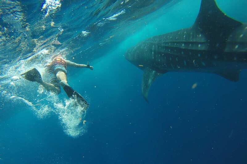 From Playa del Carmen: Whale Shark Tour - Midday Break at Isla Mujeres