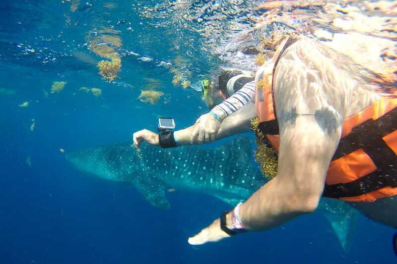 From Playa del Carmen: Whale Shark Tour - Important Practicalities and Cost Breakdown