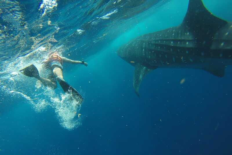 From Playa del Carmen: Whale Shark Tour - Who Will Love This Tour?
