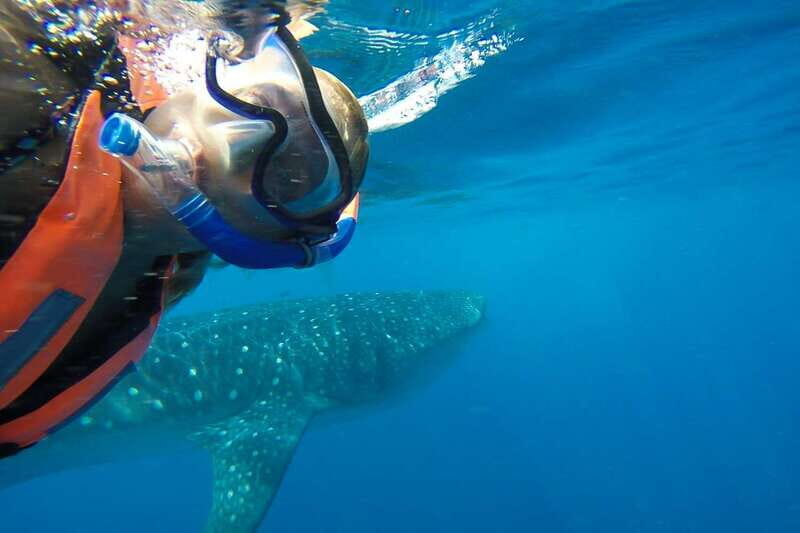 From Playa del Carmen: Whale Shark Tour - FAQs