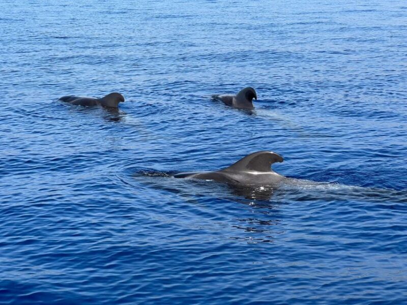 From Playa San Juan: Whale Watching, Gigantes, and Masca Bay - From Playa San Juan: Whale Watching, Gigantes, and Masca Bay — A Practical Guide