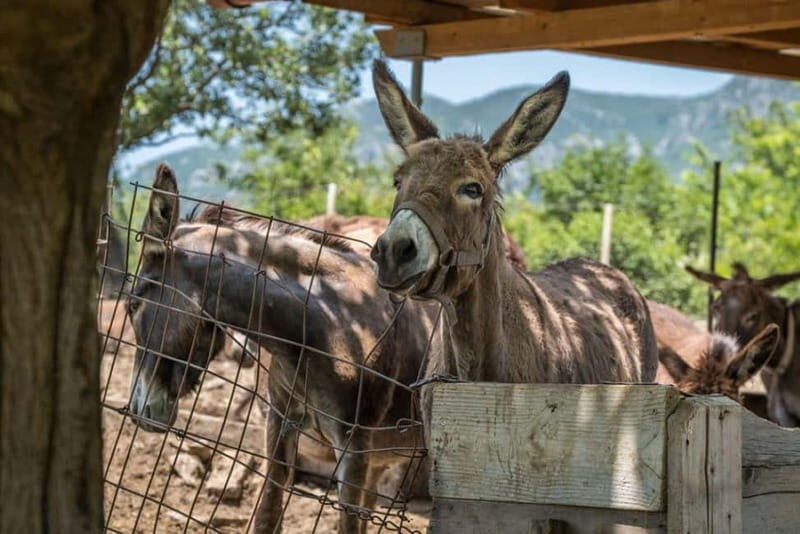 From Podgorica: Donkey Farm Visit - From Podgorica: Donkey Farm Visit – A Genuine Encounter with Montenegro’s Gentle Creatures