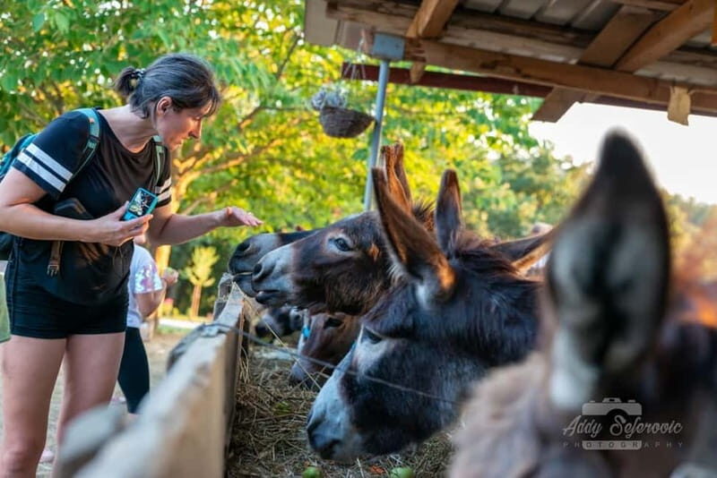 From Podgorica: Donkey Farm Visit - Key Points