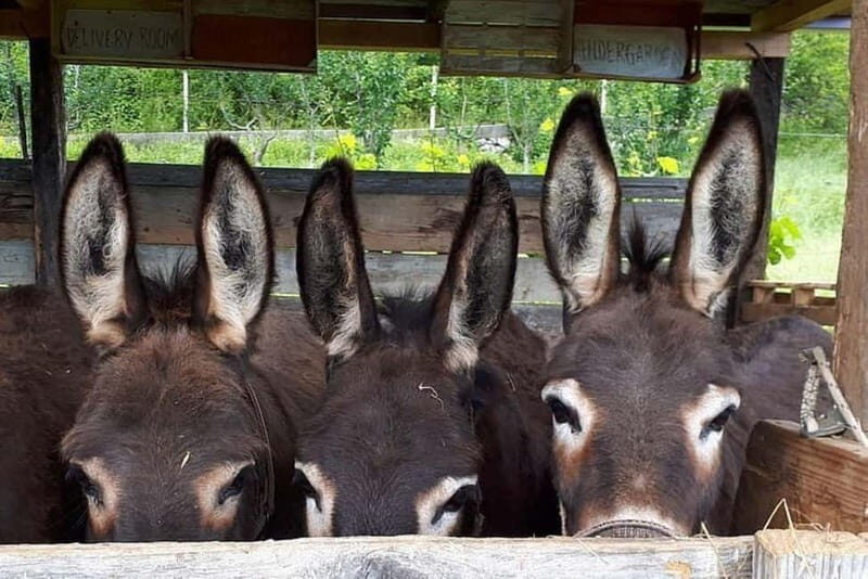 From Podgorica: Donkey Farm Visit - The Sum Up