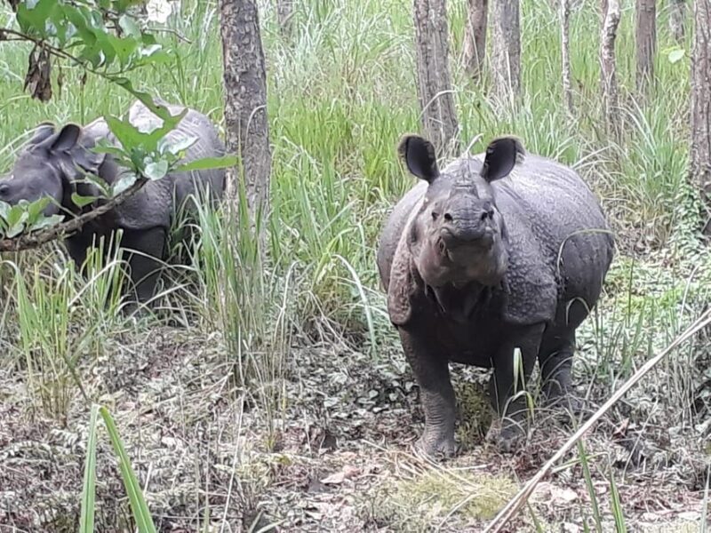 From Pokhara: 2-Day Chitwan National Park Safari Tour - Who It’s Best For