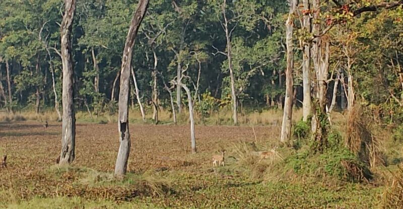 From Pokhara: 3 Day 2 Night Wildlife Chitwan Tour Package - Final Thoughts