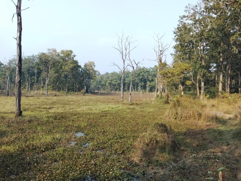 From Pokhara: 3 Day 2 Night Wildlife Chitwan Tour Package - FAQs