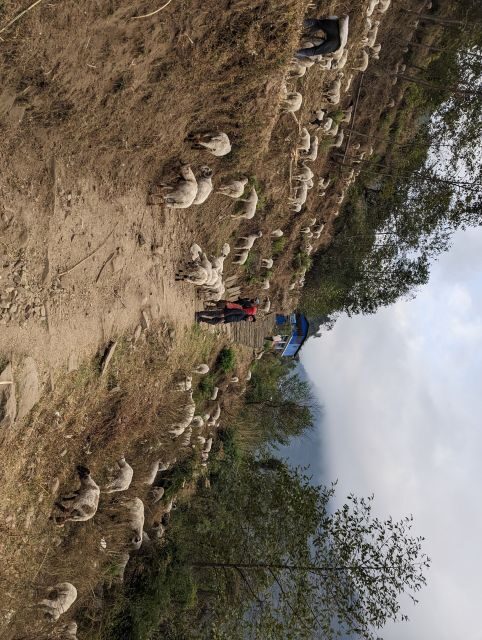 From Pokhara: 5-Day Annapurna Base Camp Trek - Transportation, Group Size, and Logistics