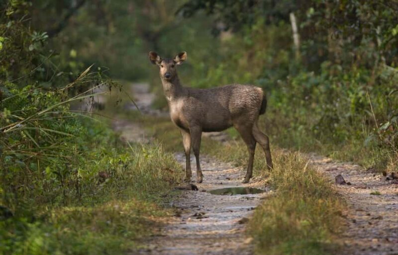 From Pokhara: Chitwan 2N/3D National Park Tour - Key Points