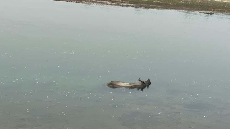 From Pokhara: Chitwan 2N/3D National Park Tour - What Sets This Tour Apart?