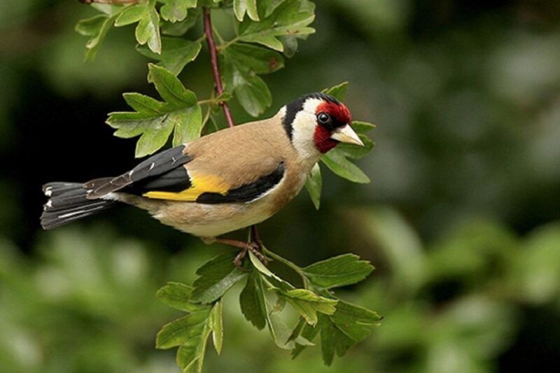 From Pokhara: Guided Day Jungle Hiking Tour with Boat Ride - Is This Tour Right for You?