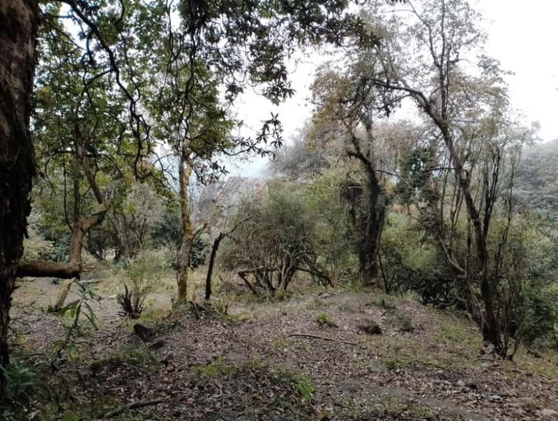 From Pokhara: Mardi Himal Base Camp 4-Day Trek with Food - Potential Drawbacks or Considerations
