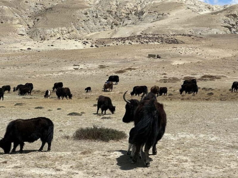 From Pokhara: Short Upper Mustang Guided Trekking 10-Days - Key Points