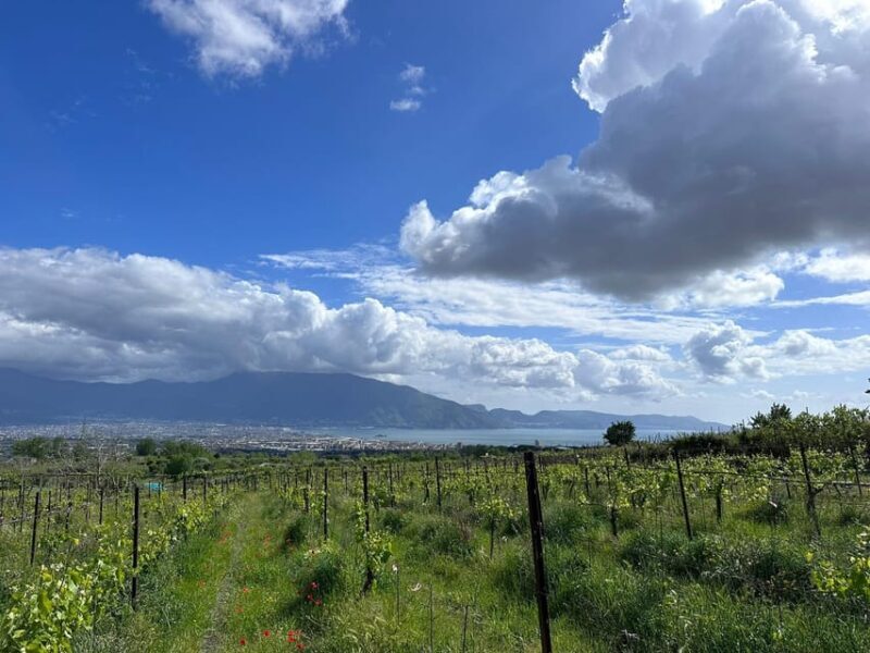 From Pompeii: Mount Vesuvius Horseback Riding Tour - Cost and Value