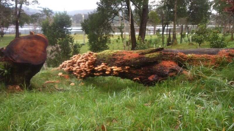 From Ponta Delgada: Furnas Lake Shore 4x4 Guided Day Trip - Itinerary Breakdown: What Makes Each Stop Special