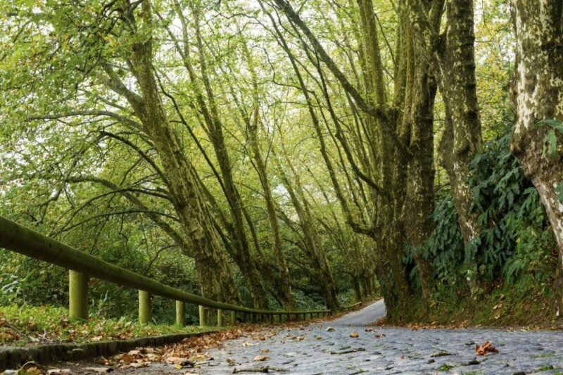 From Ponta Delgada: Guided Walking Tour to Salto do Cabrito - Key Points
