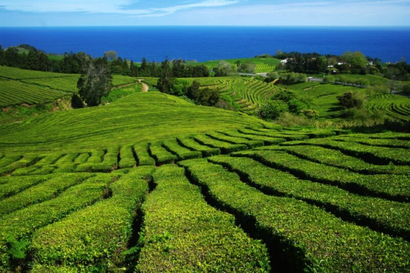 From Ponta Delgada: Lagoa do Fogo & Hot Springs Day Trip - Who Will Love This Trip?