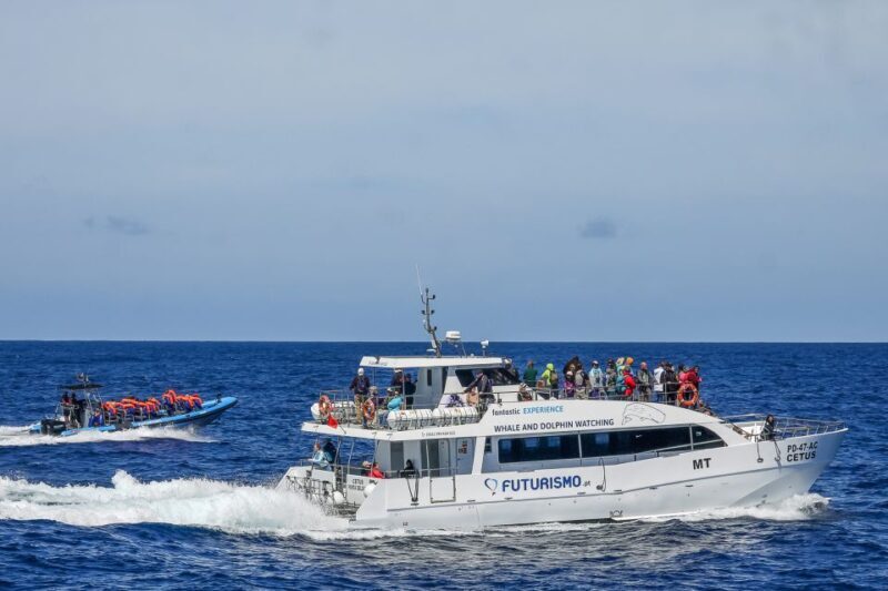 From Ponta Delgada: Whale and Dolphin Watching Trip - An In-Depth Look at the Experience