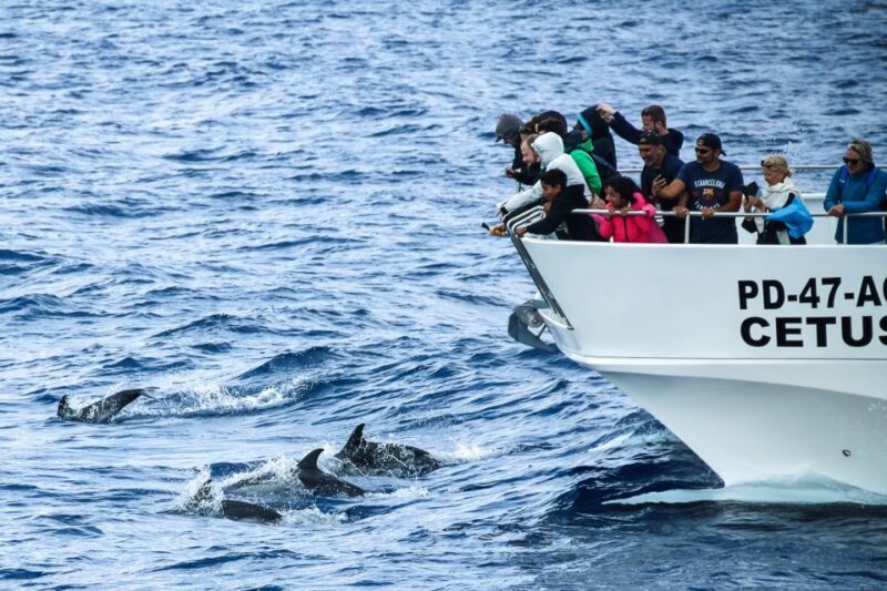 From Ponta Delgada: Whale and Dolphin Watching Trip - Who Will This Trip Suit?