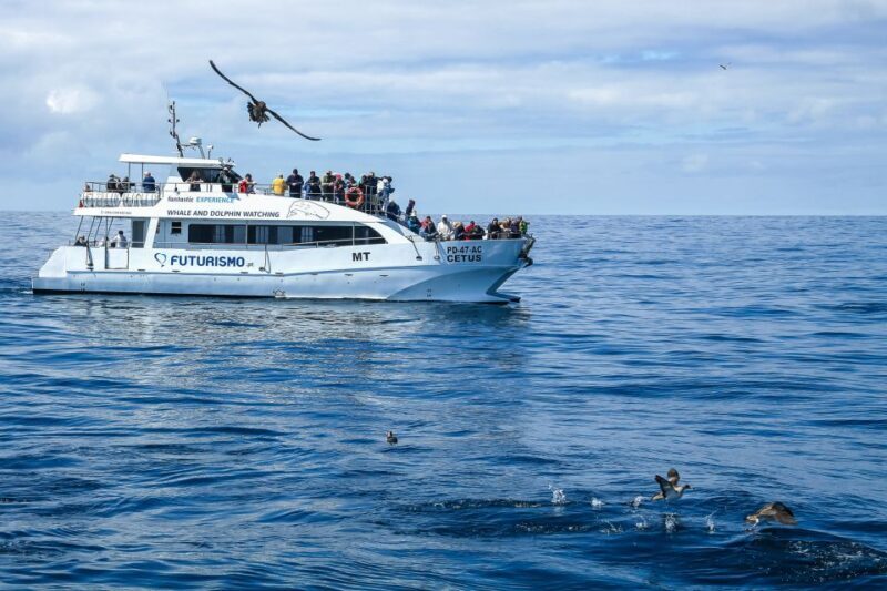 From Ponta Delgada: Whale and Dolphin Watching Trip - Frequently Asked Questions