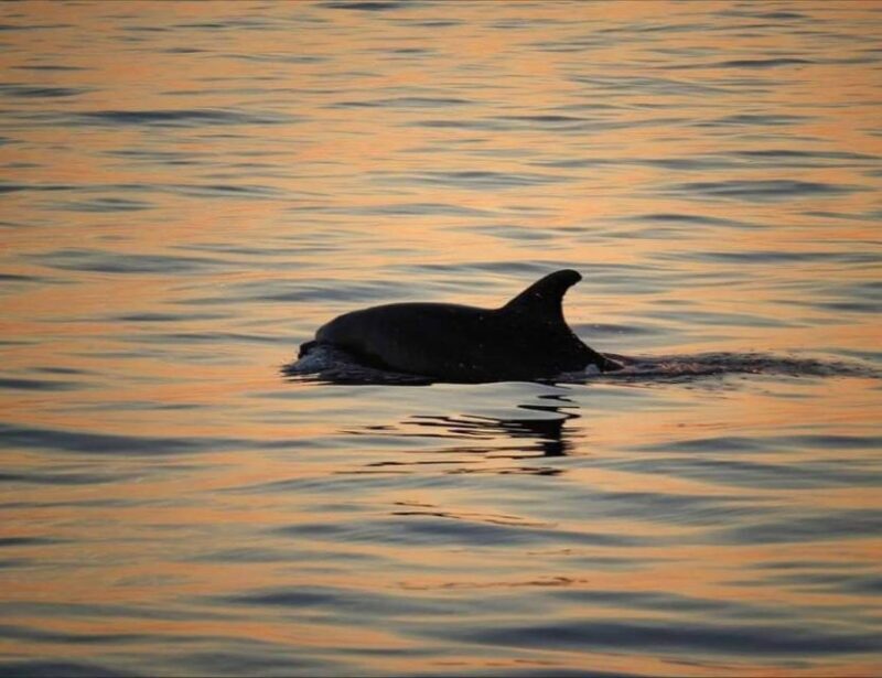 From Pore: Evening Dolphin Cruise with Welcome Drink - An Honest Look at the Experience