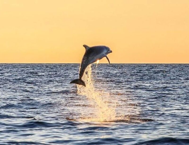 From Pore: Evening Dolphin Cruise with Welcome Drink - Analyzing the Value
