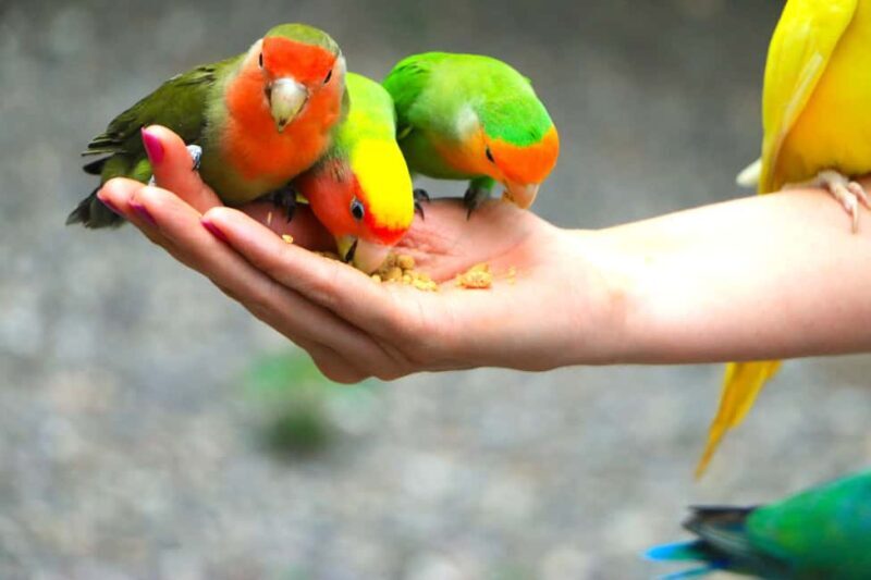 From Port Antonio: Off Road Vehicle Adventure Tour - FAQ