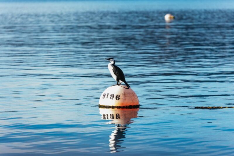 From Port Arthur: Tasman Island Wilderness Cruise - A Detailed Look at the Experience