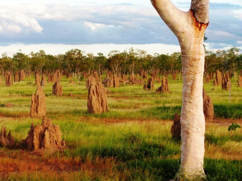 From Port Douglas: Atherton Tablelands Food & Wine Tasting - Who Should Consider This Tour?
