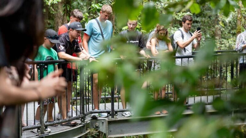 From Port Douglas: Daintree Rainforest & Mossman Gorge Tour - Midday: Wildlife Cruise on the Daintree River