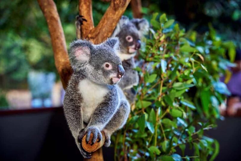 From Port Douglas: Hartley's Crocodile Park, Skyrail & Train - Introduction: An Excursion Packed with Authentic Experiences