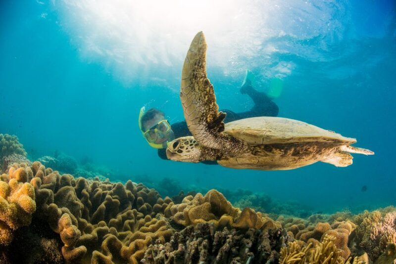From Port Douglas: Low Isles Great Barrier Reef Sailing Tour - Final Thoughts: Who Will Love This Tour?