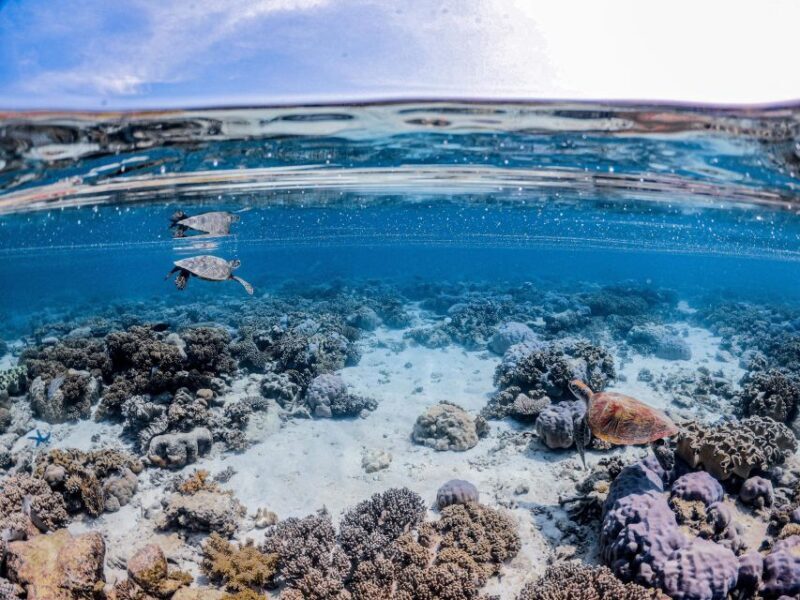 From Port Douglas: Outer Reef Cruise by Luxury Catamaran - FAQ