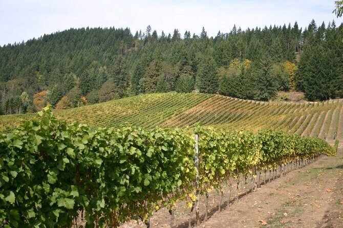 From Portland Private Willamette Valley Wine Tour - Who will love this tour?