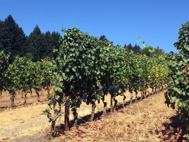 From Portland: Willamette Valley Character Wineries - FAQs
