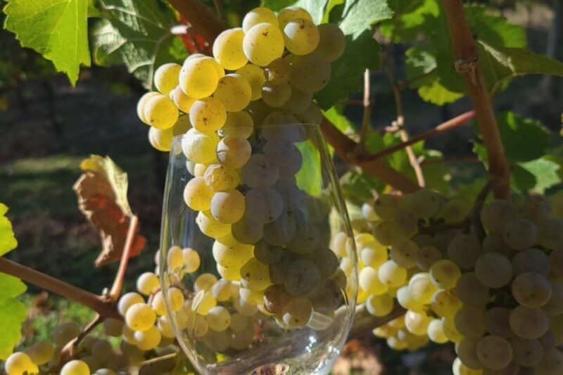 From Portland: Willamette Valley Full-Day Wine Tour - A Detailed Look at Your Day