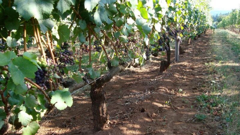 From Portland: Willamette Valley Full-Day Wine Tour - Why Is the Price Justified?