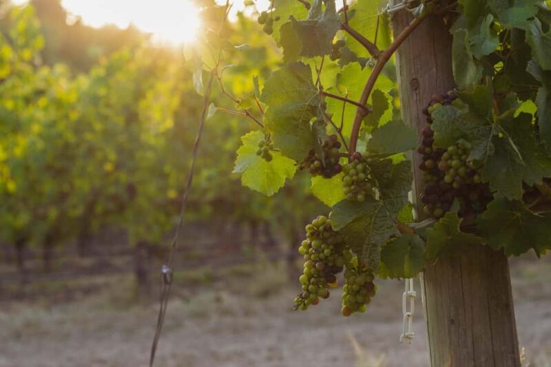 From Portland: Willamette Valley Wine Tasting Tour - The Wineries and Tasting Experiences