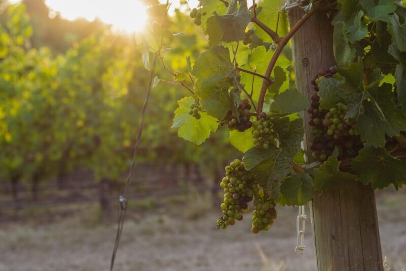 From Portland: Willamette Valley Wine Tasting Tour - Who Will Love This Tour?