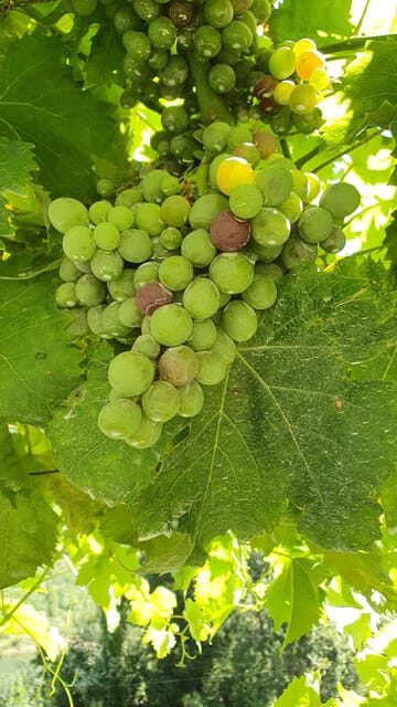 From Porto Day Douro Valley Wine Tour 2 Wine Tasting & Lunch - Authentic Experiences and What Travelers Say