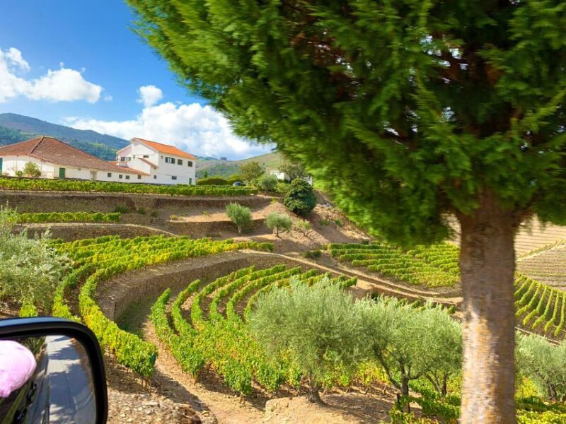 From Porto: Douro Valley Wine Tour with River Cruise & Lunch - Authentic Portuguese Lunch at a Family-Run Winery
