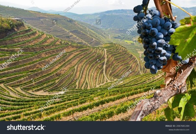From Porto: Full-Day Douro Historical Tour - Who Is This Tour Best For?