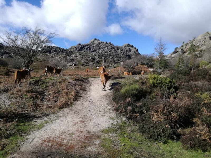From Porto: Hike & Swim in Gerês National Park - Key Points