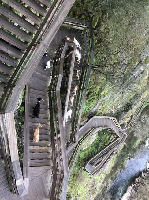 From Porto - Paiva Walkways and Suspension Bridge - An In-Depth Look at the Tour Experience