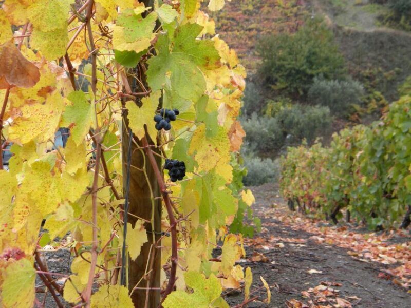 From Porto: Private Douro Valley Tour with Booking Service - Final Thoughts: Is It Worth It?