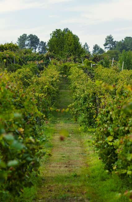 From Porto: Private Vinho Verde wine tour with tasting, lunch, and palace visit. - Key Points