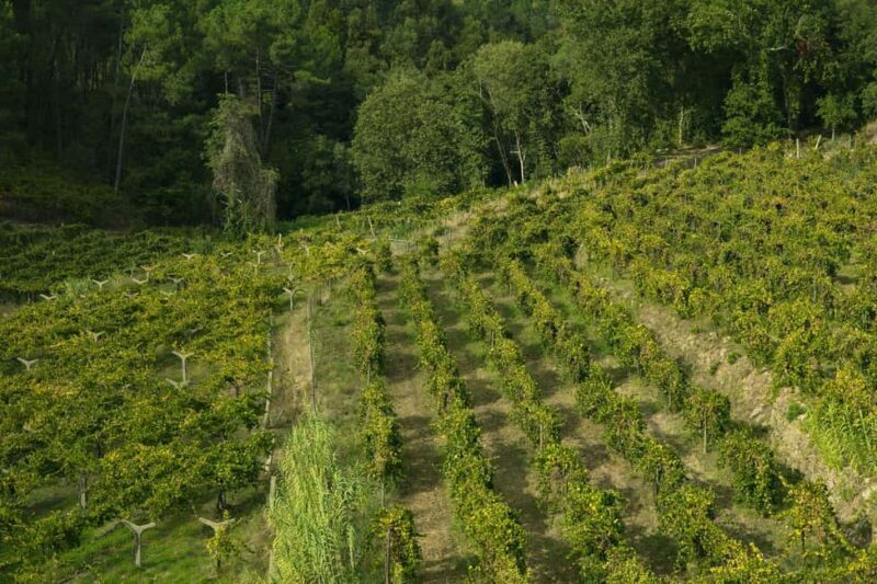 From Porto: Private Vinho Verde wine tour with tasting, lunch, and palace visit. - Practical Tips for Travelers